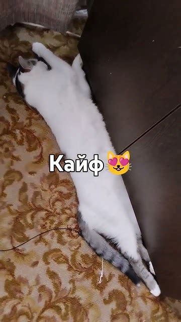 Куся кайфует смешныеживотные домашниеживотные кошкивидео Youtube