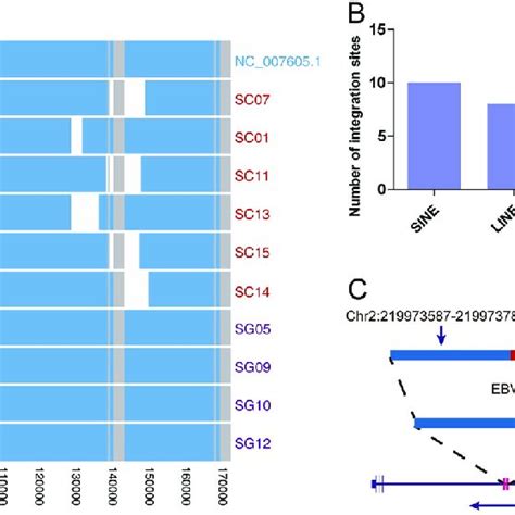 Deletions And Host Integrations Of Ebv In Nktcl A Wholegenome