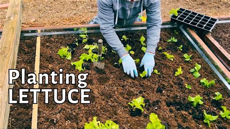 The Complete Guide To Planting Lettuce In Raised Beds For A Bountiful