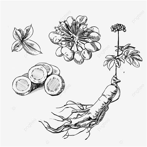 인삼 일러스트 꽃 약초 손으로 그린 그림 스케치 요소 인삼 인삼 꽃 스케치 Png 일러스트 및 Psd 이미지 무료 다운로드 Pngtree Cosmetic