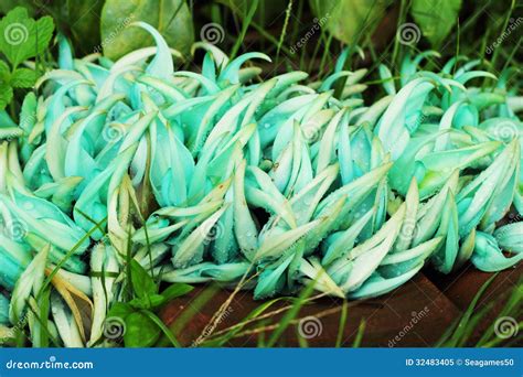 Jade Vine On The Grass Stock Image Image Of Descriptive 32483405