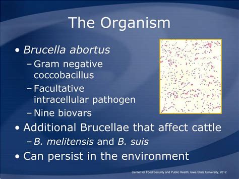 Ppt Bovine Brucellosis Brucella Abortus Powerpoint Presentation Free Download Id 3302075