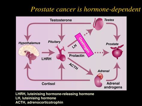 Prostate Cancer Signaling Pathway At Margaret Rice Blog