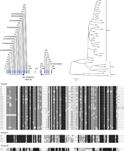 Vh Genes The Upper Left Represents A Segment Of Chromosome Four