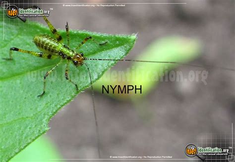 Katydid