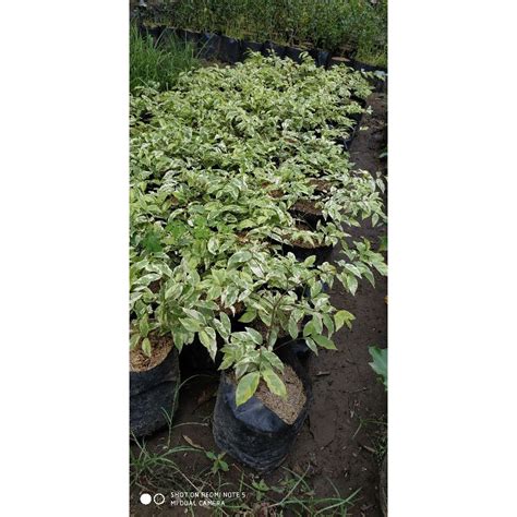 Jual Anting Putri Varigata Bahan Sambung Mentaos Shopee Indonesia