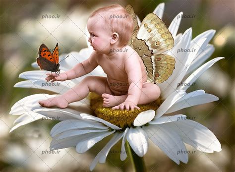 عکس با کیفیت پسر پروانه نشسته روی گل سفید عکس با کیفیت و تصاویر استوک