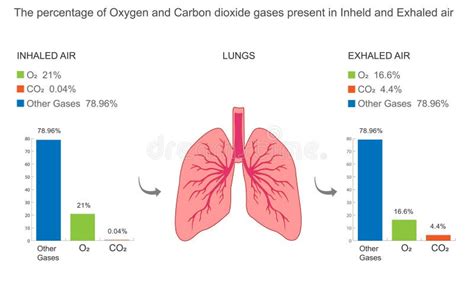The Percentage Of Oxygen And Carbon Dioxide Gases Present In Inheld And Exhaled Air Stock Vector