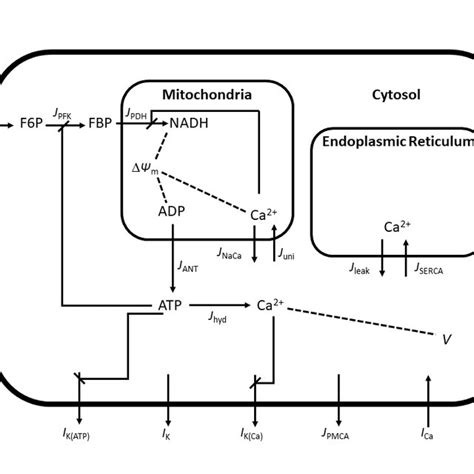 Modular Diagram For The Integrated Oscillator Model Of A Singular Mouse Download Scientific