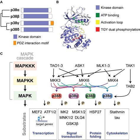 Frontiers Functions Of P38 Map Kinases In The Central Nervous System
