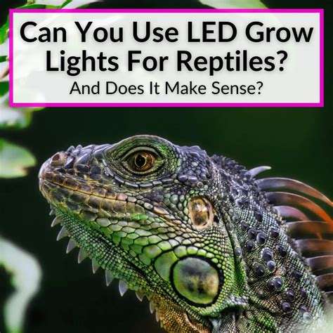 Can You Use Led Grow Lights For Reptiles And Does It Make Sense