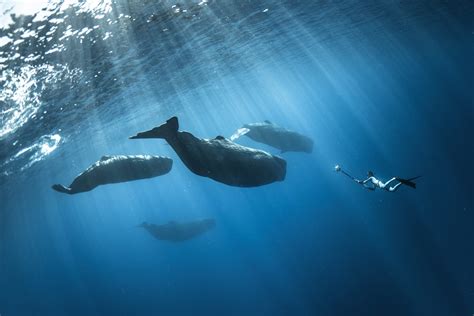 Whalesong Conversations With Friends Oceanographic