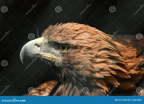 25 Juli 2020 Polandustronslaskie Bosgebied Vergroot De Kleine Gevlekte Arena Aquila Pomarina