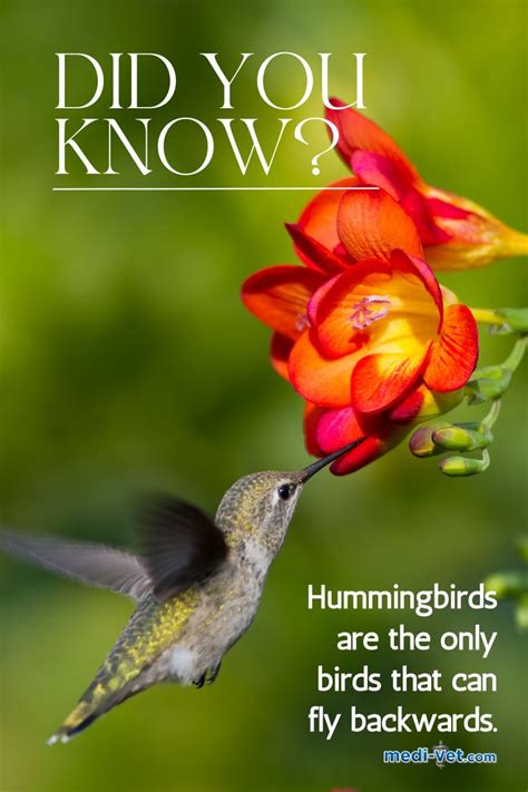 Hummingbird Fun Facts