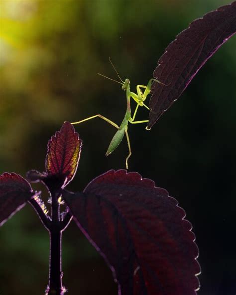 Premium Photo Grasshopper On Leaf At Spring Time