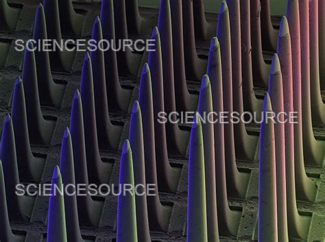 Concave Electrode Array Sem Stock Image Science Source Images