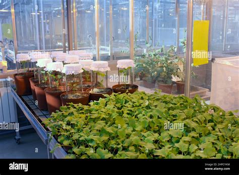 Agronomy Lab Experiments Trials Conducted Under Greenhouse Conditions