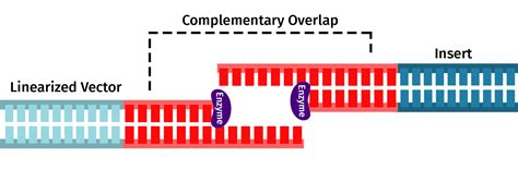 In Fusion Cloning Snapgene