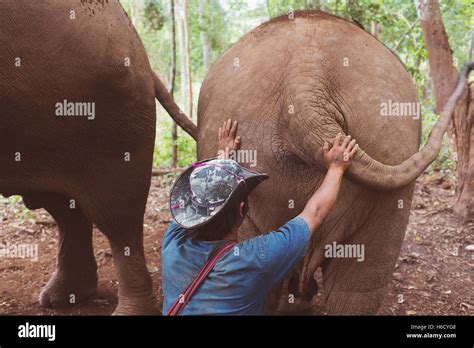 Thai Elephant Trainer Guiding Elephant Stock Photo Alamy
