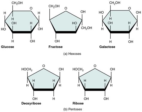 Monomers Definition Types Structure Examples