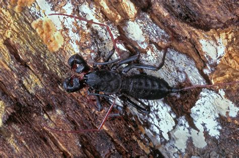 Vinegaroon Spider Location At Cornelia Priest Blog