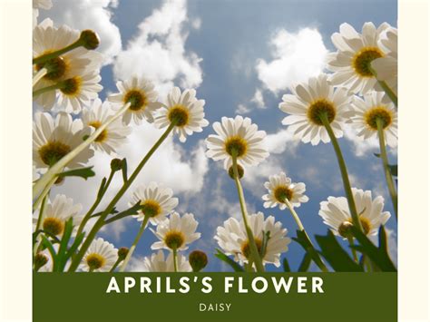 Aprils Birth Month Flower Daisy T Ideas From Amazon