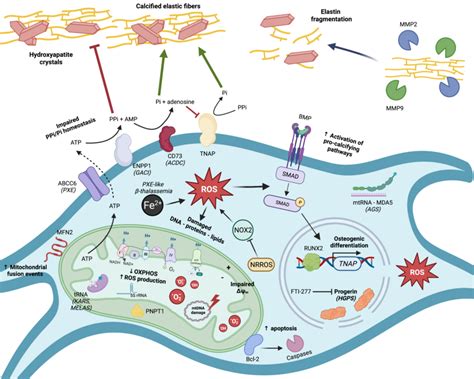 Graphical Representation Of Key Molecular Pathways Involved In