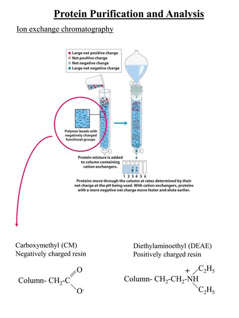 Ppt Protein Purification And Analysis Powerpoint Presentation Free