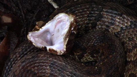 Snake Identification Cottonmouth Agkistrodon Piscivorus Country