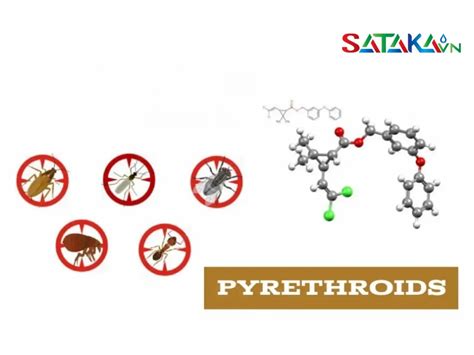 Learn What Is Pyrethroid Group And Things You Need To Know