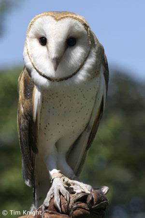 Barn Owl Habitat Map