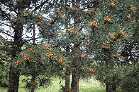 ფიჭვი Pinus ალერგოლოგიური პროგნოზი Vidal Ge