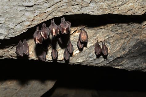 Vampire Bats Habitat Cave