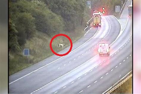 M25 Delays Runaway Horse Put Down After Being Hit By Lorry On M25
