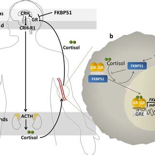 Schematic Representation Of The HPA Axis And Its Link To The Immune Download Scientific Diagram