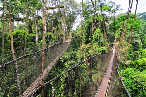 Kakum National Park With A Canopy Walkway Stock Image Image Of