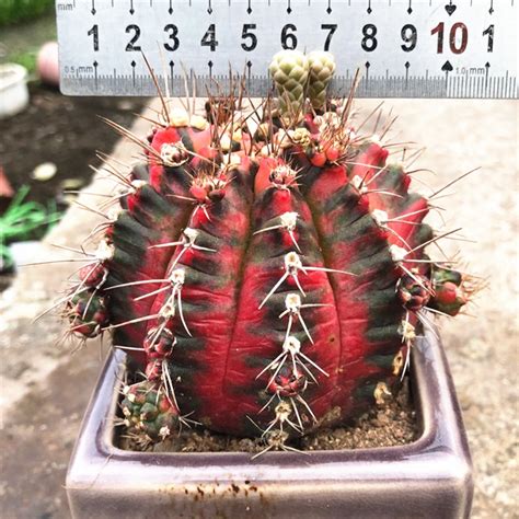 直播13号多肉植物仙人球光辉牡丹锦小盆栽满28包邮 虎窝淘