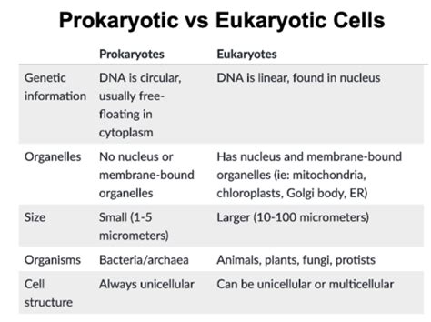 Cell Bio Exam 1 Flashcards Quizlet