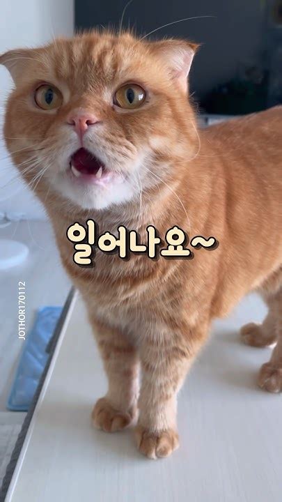아빠 나 심심해~ Shortvideo Cat 고양이 Youtube