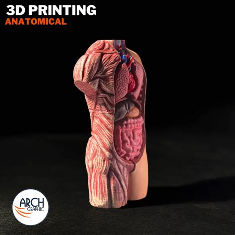 3d Printing Anatomical Model 3d Arch Graphic