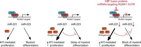 Runx1 Regulates Myeloid Differentiation By Modulating The Extent Of