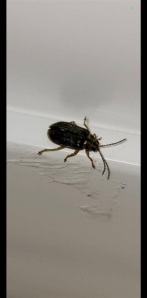 Front Range Colorado Thought It Was A Roach At First But Looks More