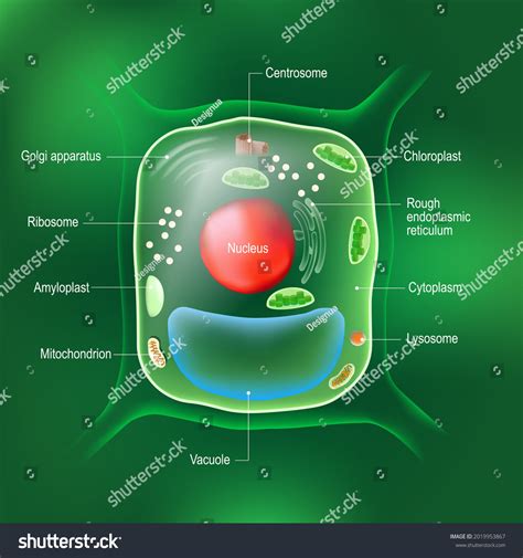Anatomy Plant Cell All Organelles Ribosome เวกเตอร์สต็อก ปลอดค่า