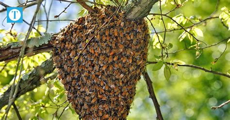Swarming Bees Time To Split How To Split A Beehive Ifas Helping To