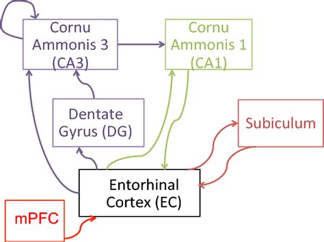 Figure 2 3 From The Importance Of Medial Prefrontal Cortex In Resolving Interference During