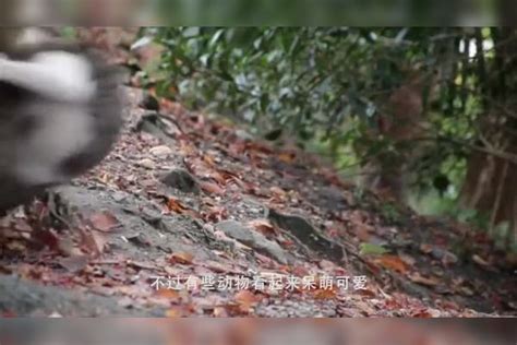 两只野生大熊猫在树上大打出手，情况一度失去控制大熊猫情况控制