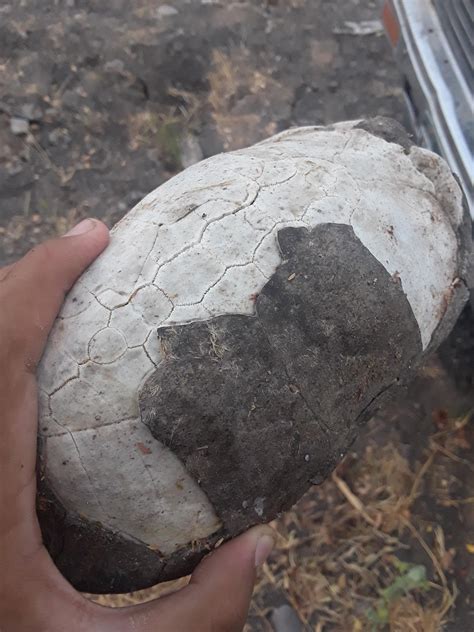 A Decaying Turtle Shells Begins To Get Flakey And Turns White Scrolller