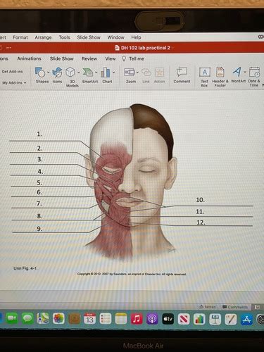 Dh 102 Lab Practical 2 Muscles Flashcards Quizlet