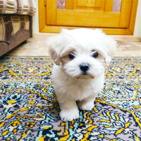 Продаётся Бишон Мальтезе Мальтийская болонка