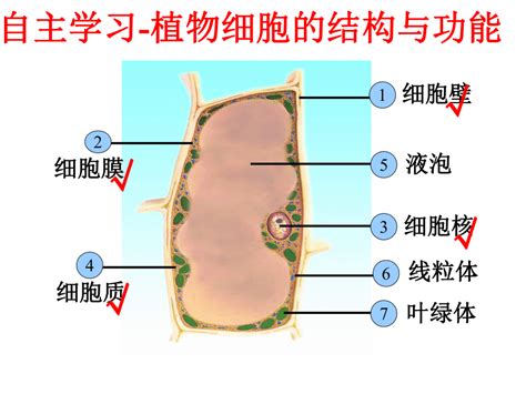 231植物细胞的结构与功能课件共20张ppt2022 2023学年苏教版生物七年级上册21世纪教育网 二一教育